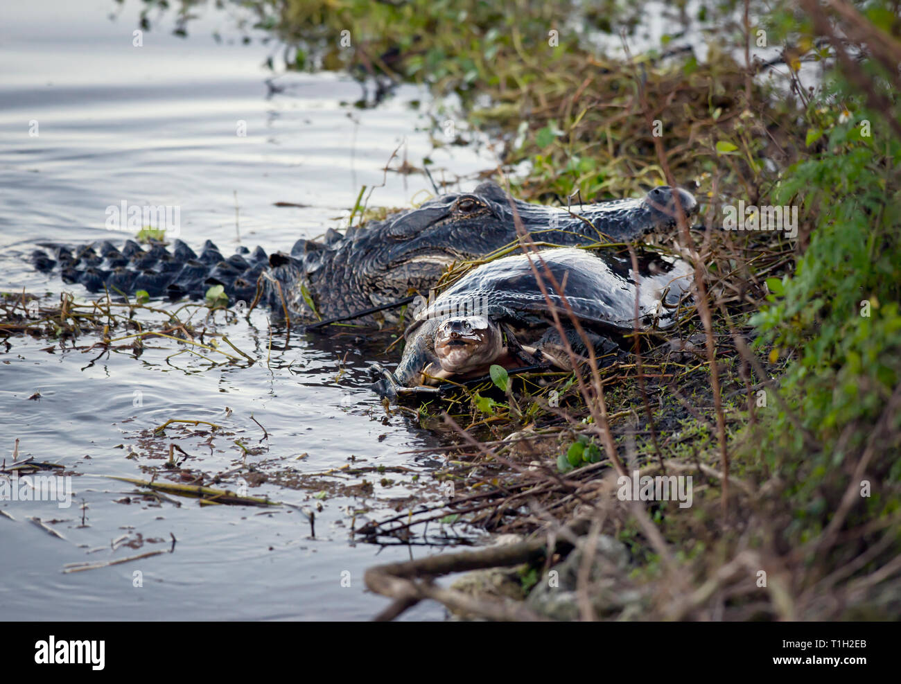 Alligator eating turtle hi-res stock photography and images - Alamy