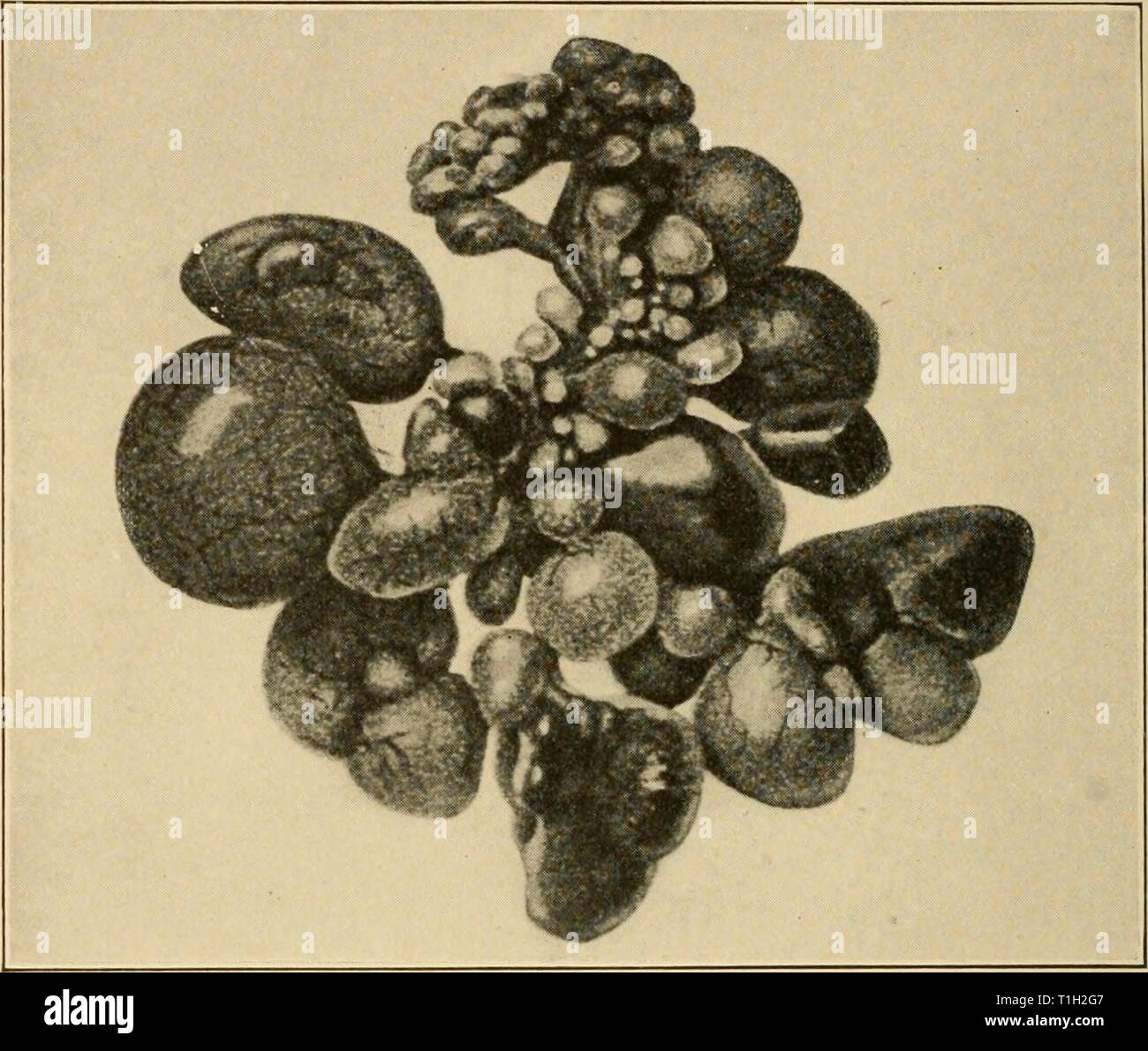 Pullorum hi-res stock photography and images - Alamy