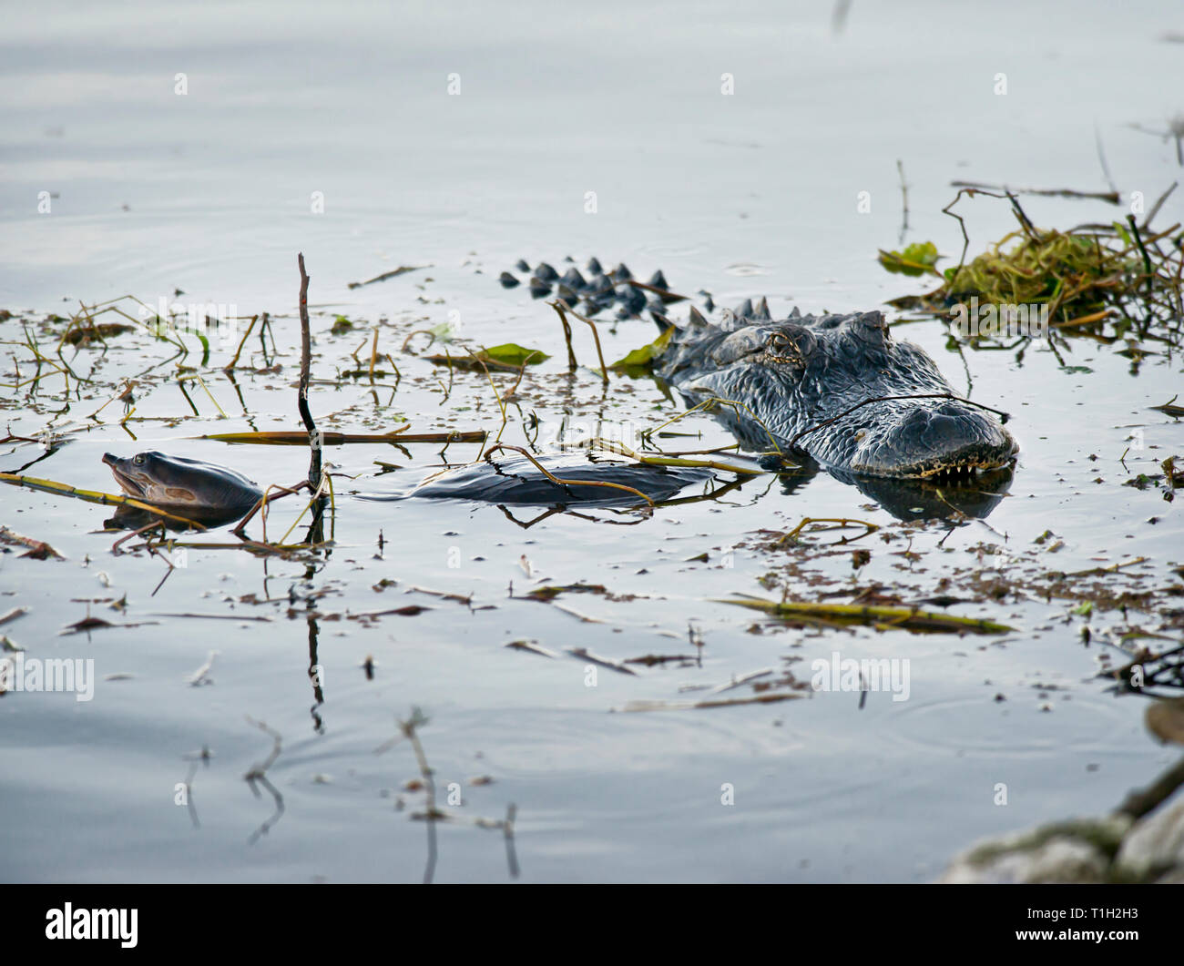 Alligator eating turtle hi-res stock photography and images - Alamy