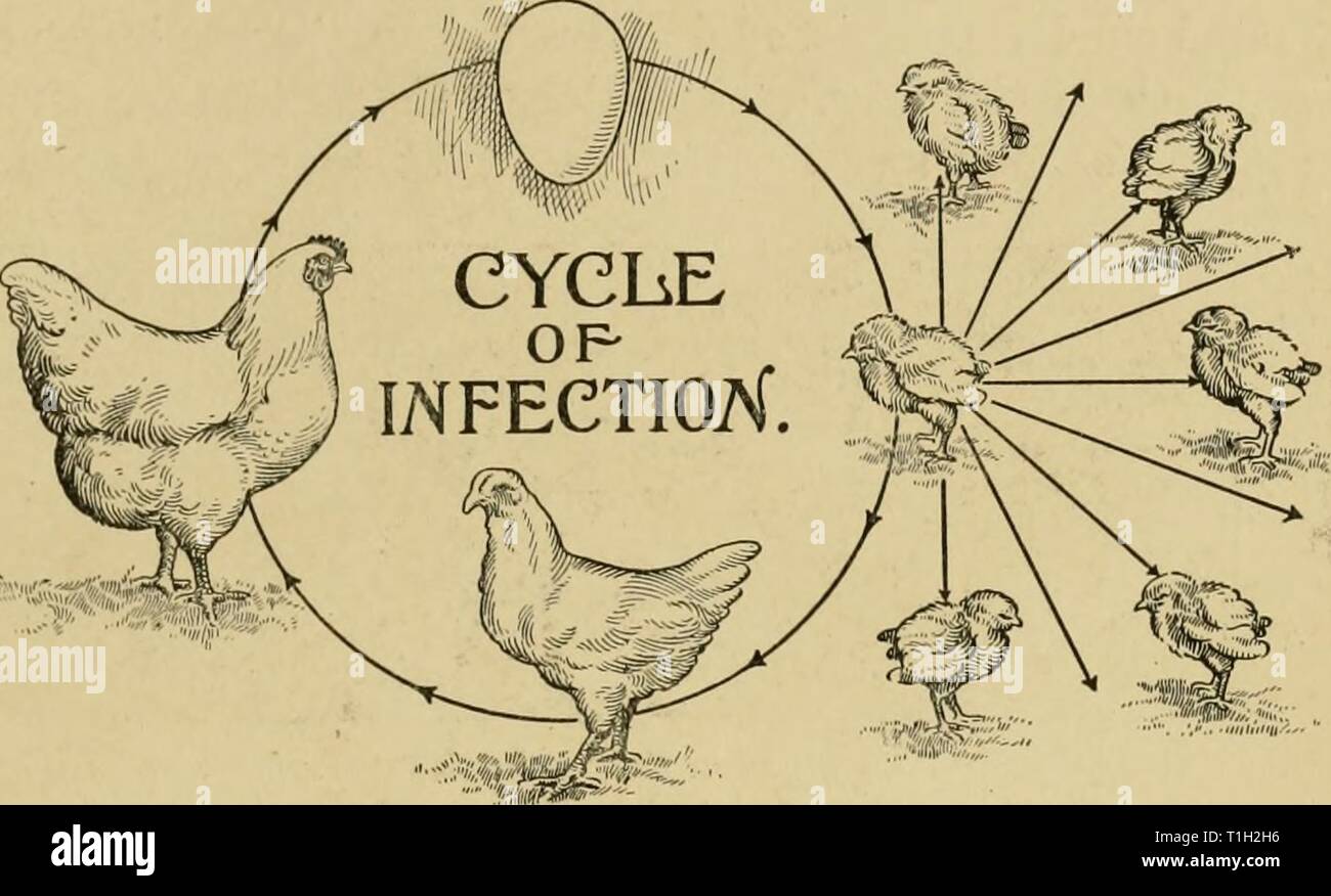 Diseases of poultry; their etiology Stock Photo - Alamy
