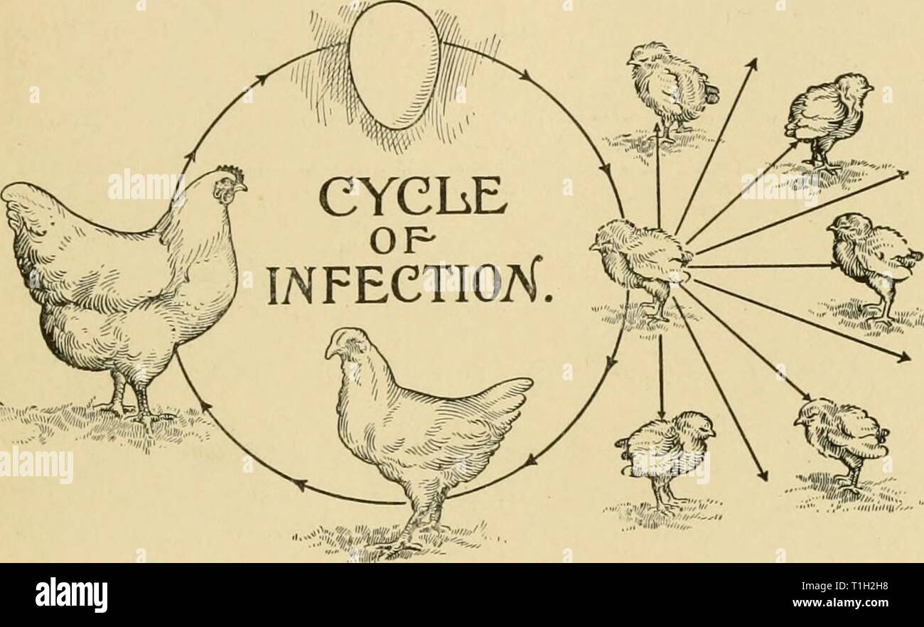 Diseases of poultry; their etiology, Diseases of poultry; their ...