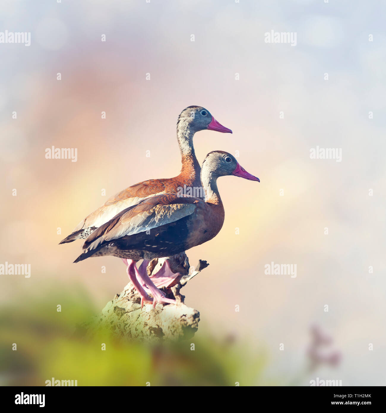 Black-bellied Whistling-Ducks on a tree Stock Photo - Alamy