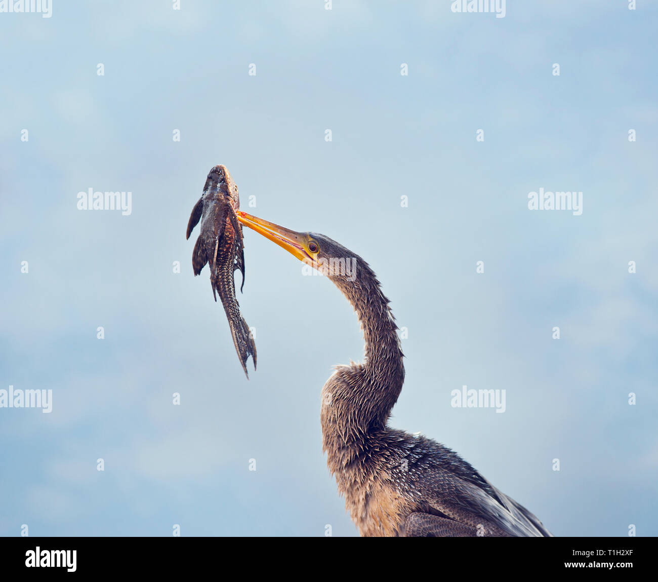 Anhinga with catfish hi-res stock photography and images - Alamy
