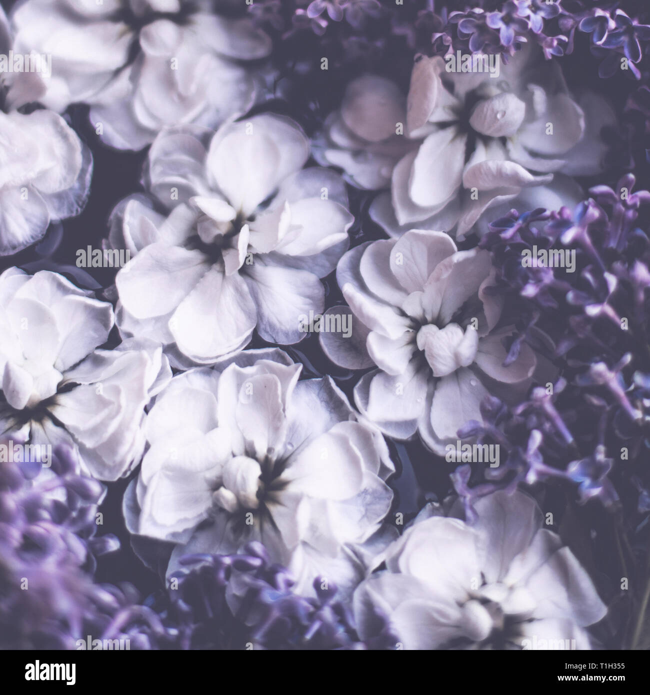 Botanical backgrounds, nature and home garden concept - Vintage floral ...