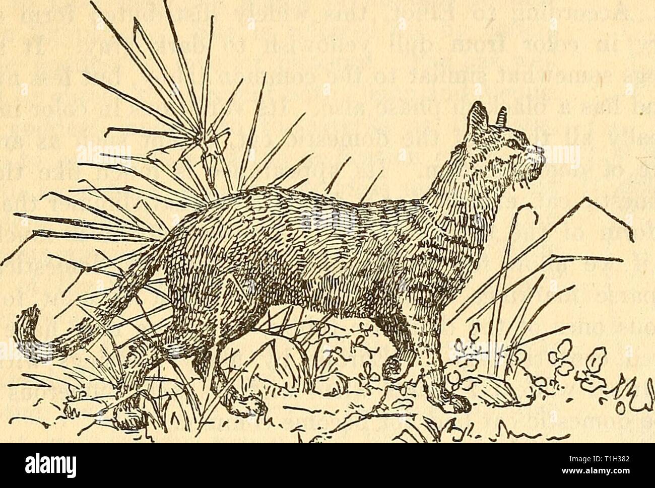 When Was The First Animal Tamed at Freddie Johson blog