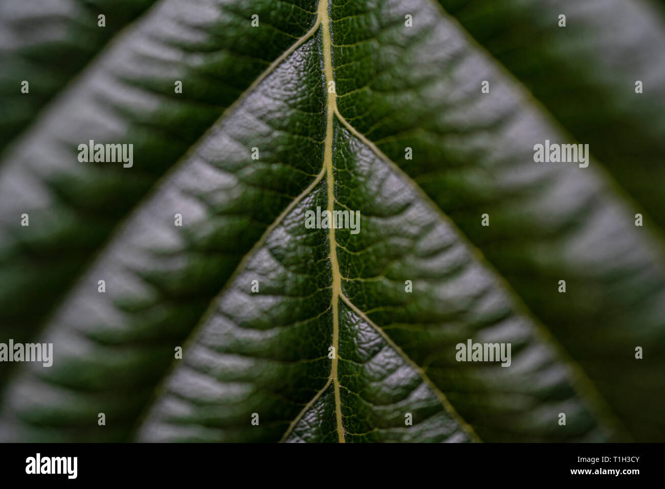 Loquat leaf hi-res stock photography and images - Alamy