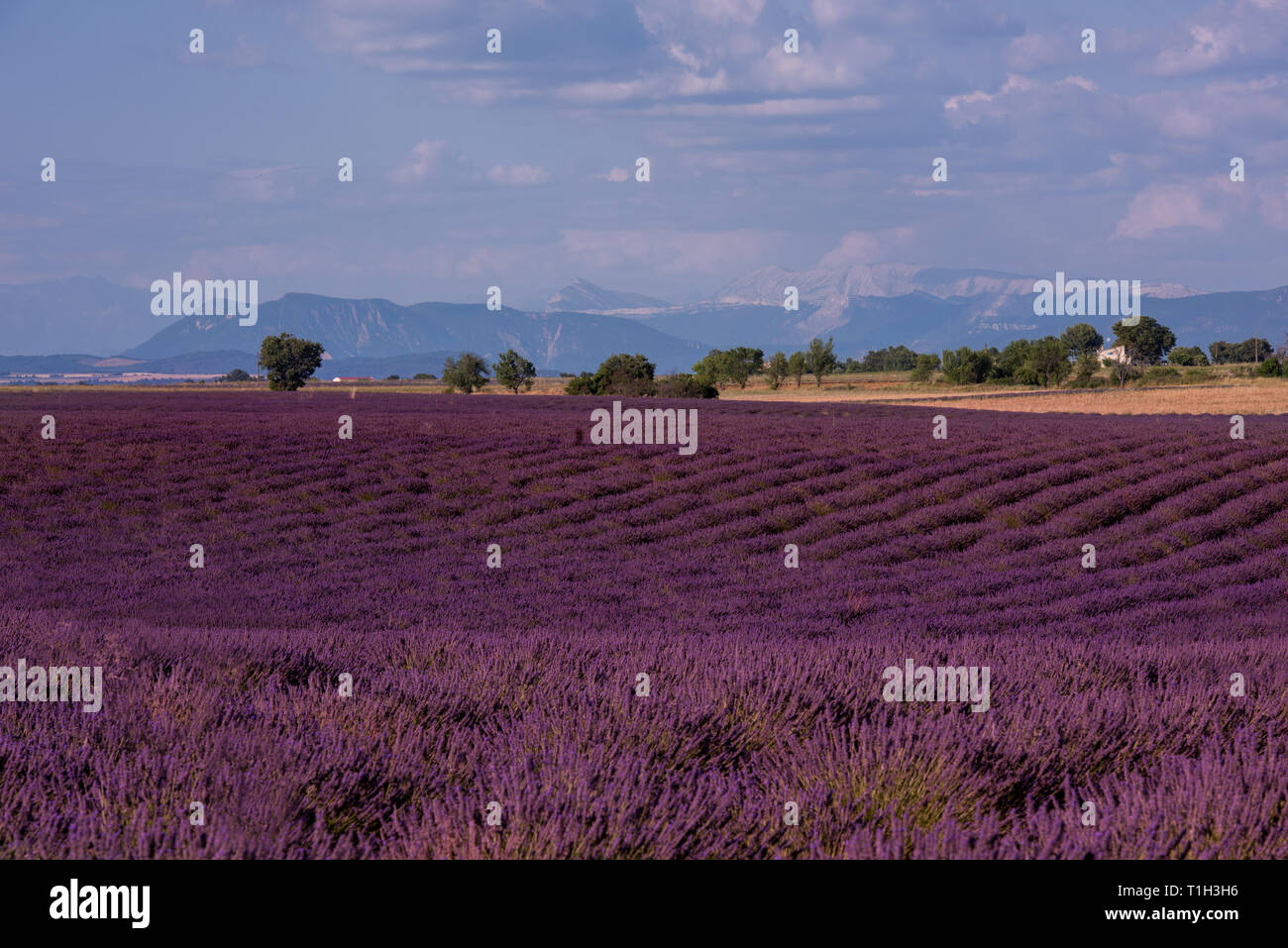lavender field in summer purple aromatic flowers near valensole in provence france Stock Photo ...