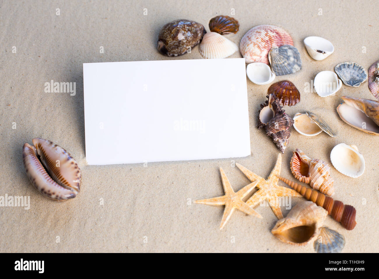 holiday beach concept with shells, seastars and an blank postcard Stock ...