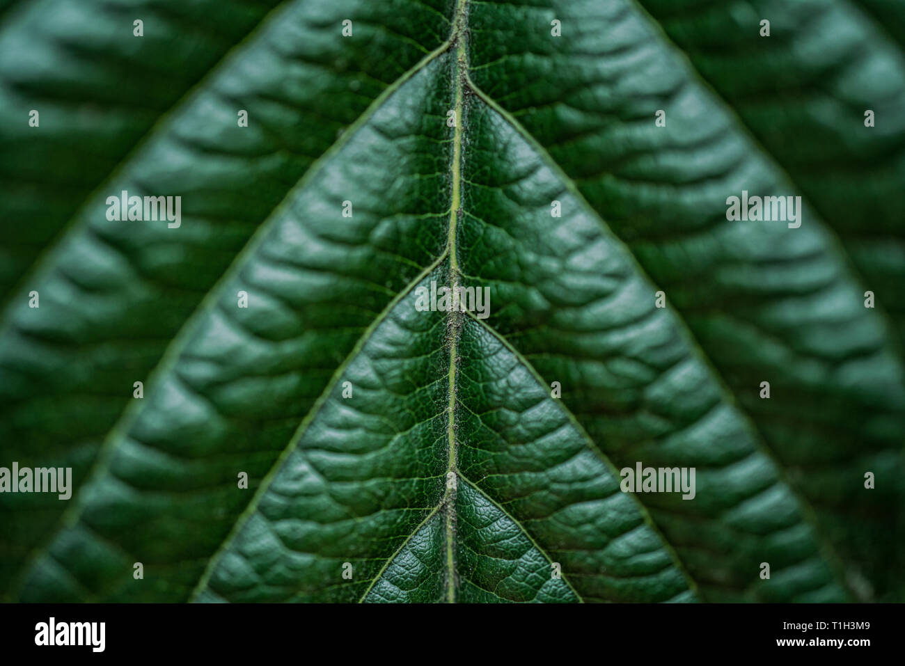 Macro photo of loquat leaf texture Stock Photo - Alamy