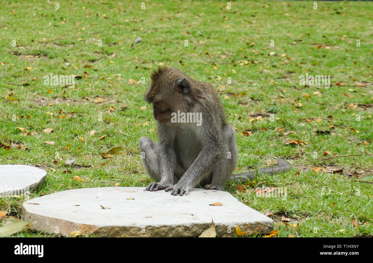 Little monkey with big monkey hi-res stock photography and images - Alamy