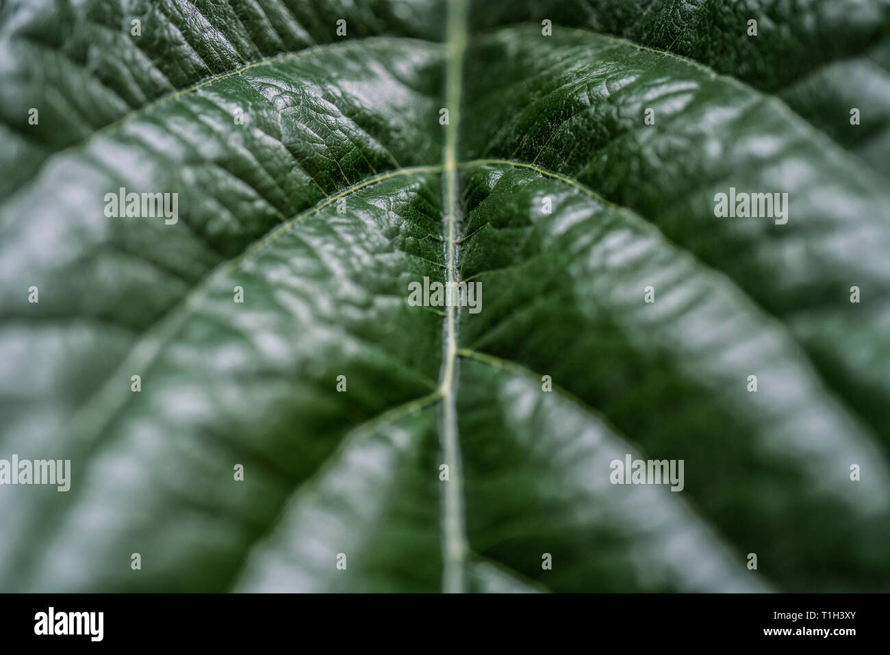 Loquat leaf hi-res stock photography and images - Alamy