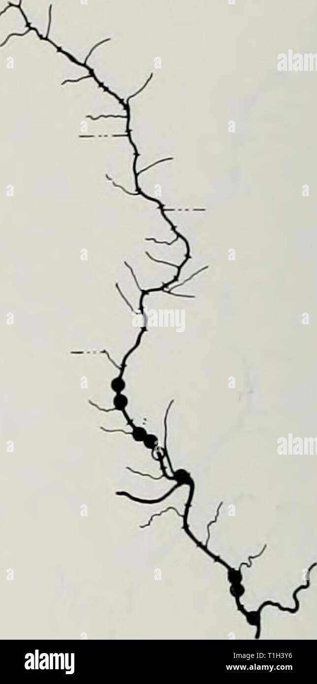 Labidesthes sicculus hi-res stock photography and images - Alamy