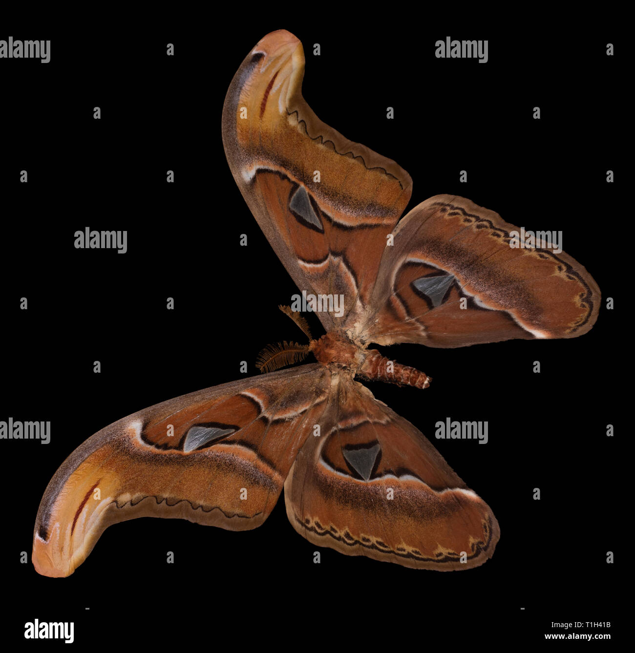 Atlas moth attacus atlas wing detail hi-res stock photography and ...