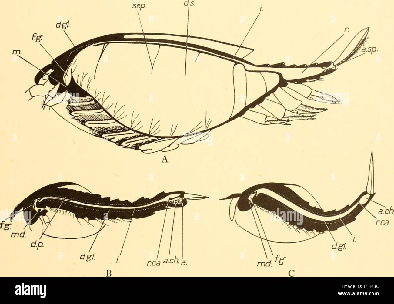Segmental muscles hi-res stock photography and images - Alamy