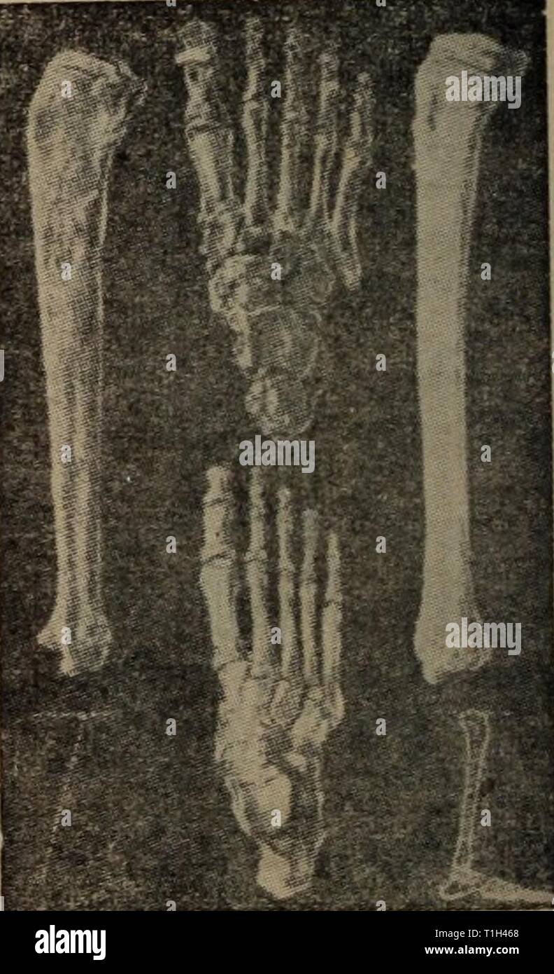 di si ji dong zhi di si ji dong zhi wu qun ji ren lei de fa zhan ...