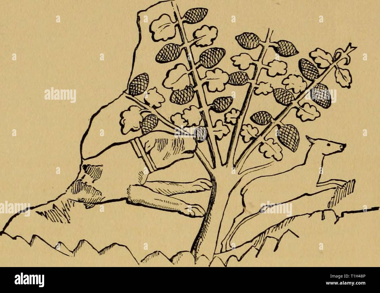 The dog book a Stock Photo - Alamy