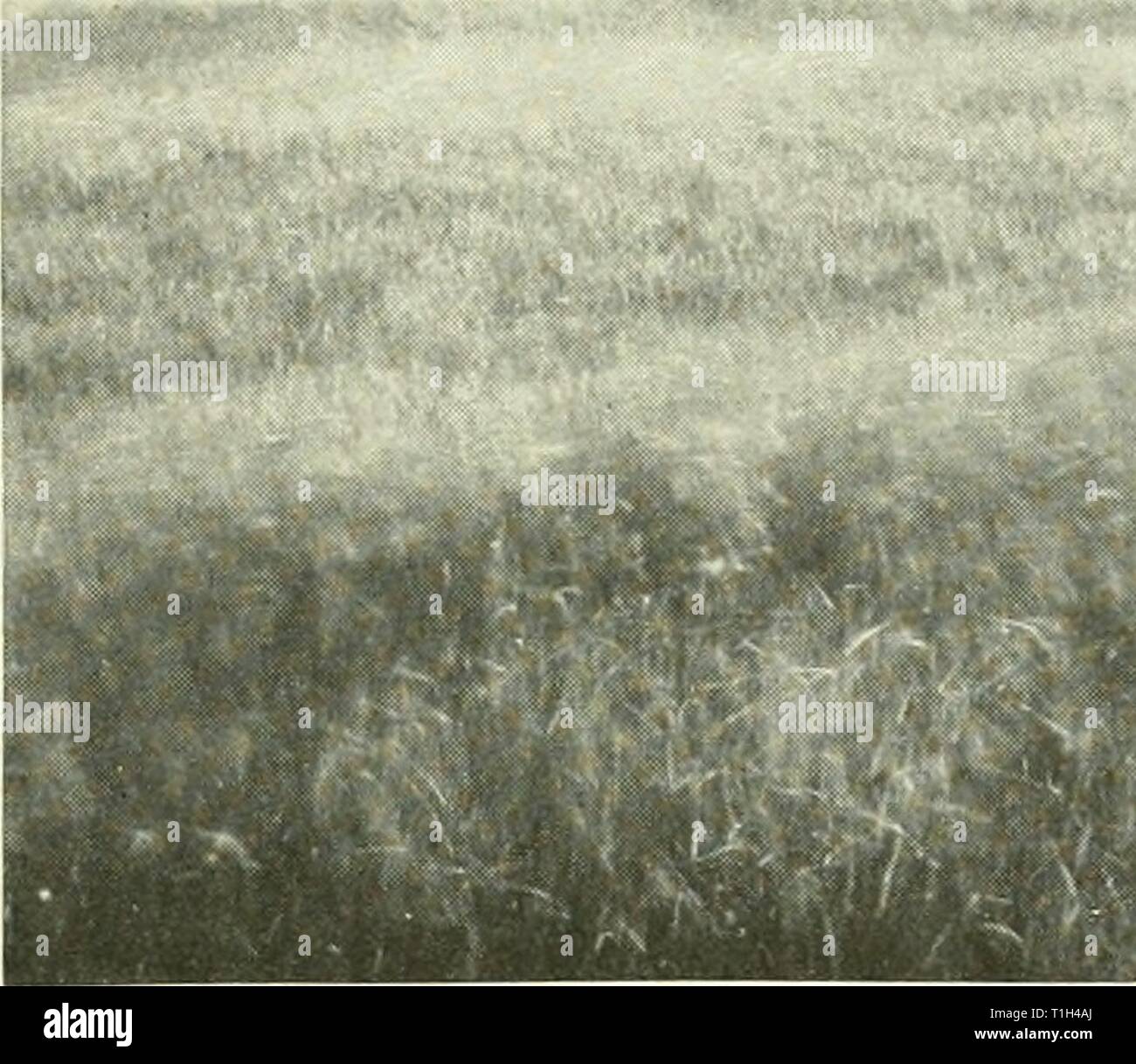 Dispersion of gipsy-moth larvæ by Dispersion of gipsy-moth larvÃ¦ by ...