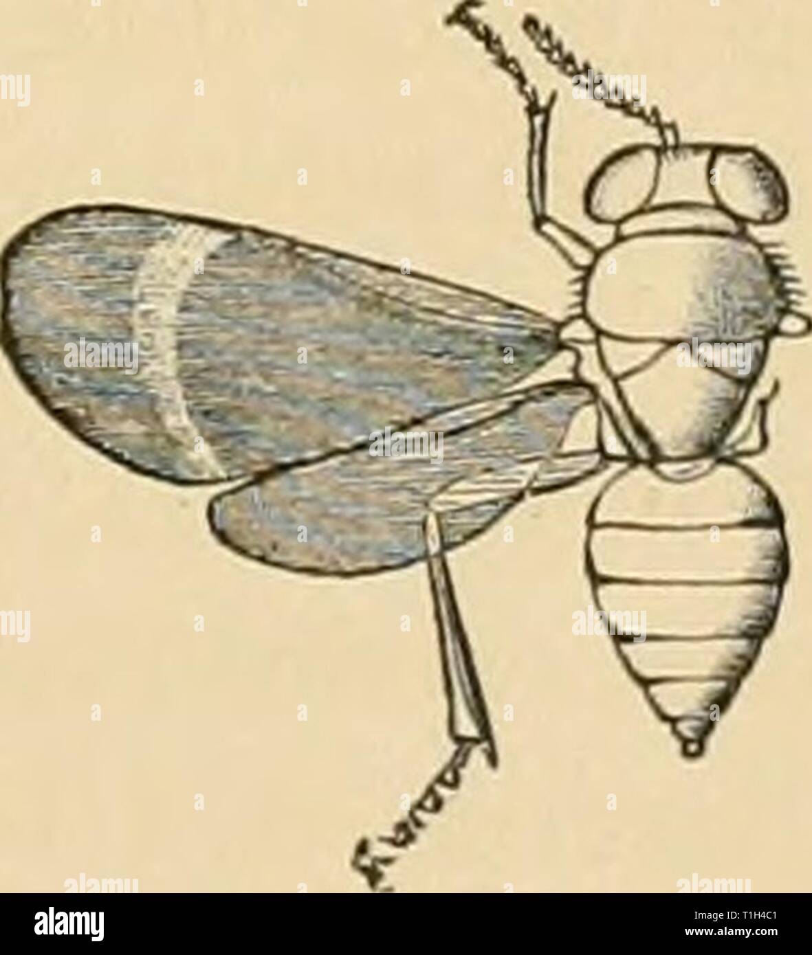 Five smaller insects hi-res stock photography and images - Alamy