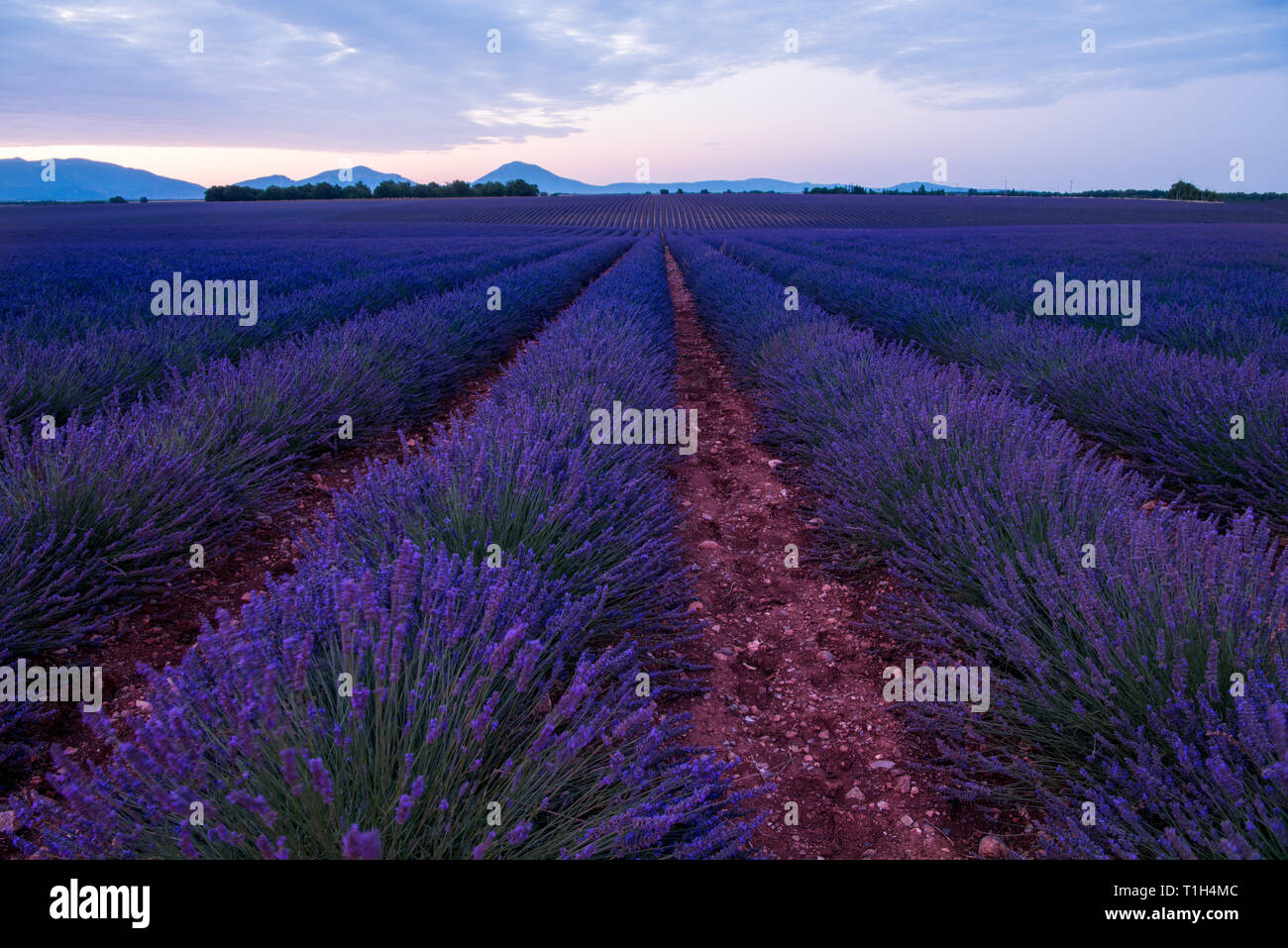 lavender field in summer purple aromatic flowers near valensole in provence france Stock Photo ...