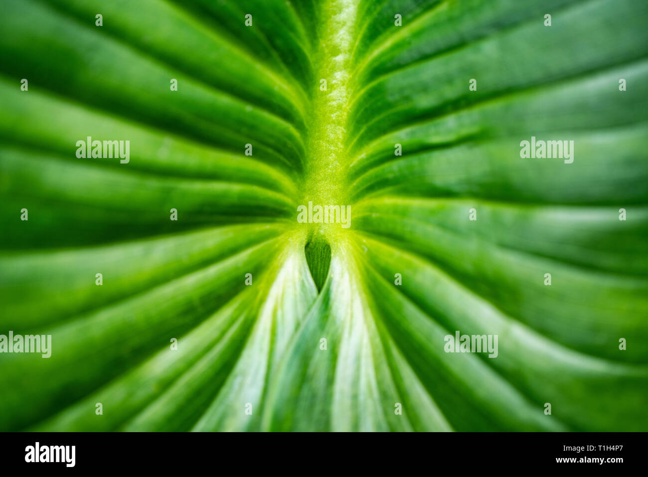 tropical leaves, dark green foliage in rainforest, nature background ...