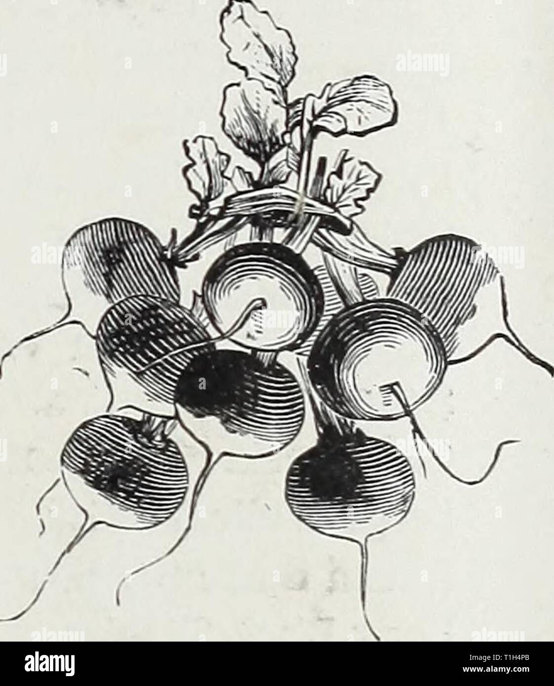 Olive moore hi-res stock photography and images - Alamy