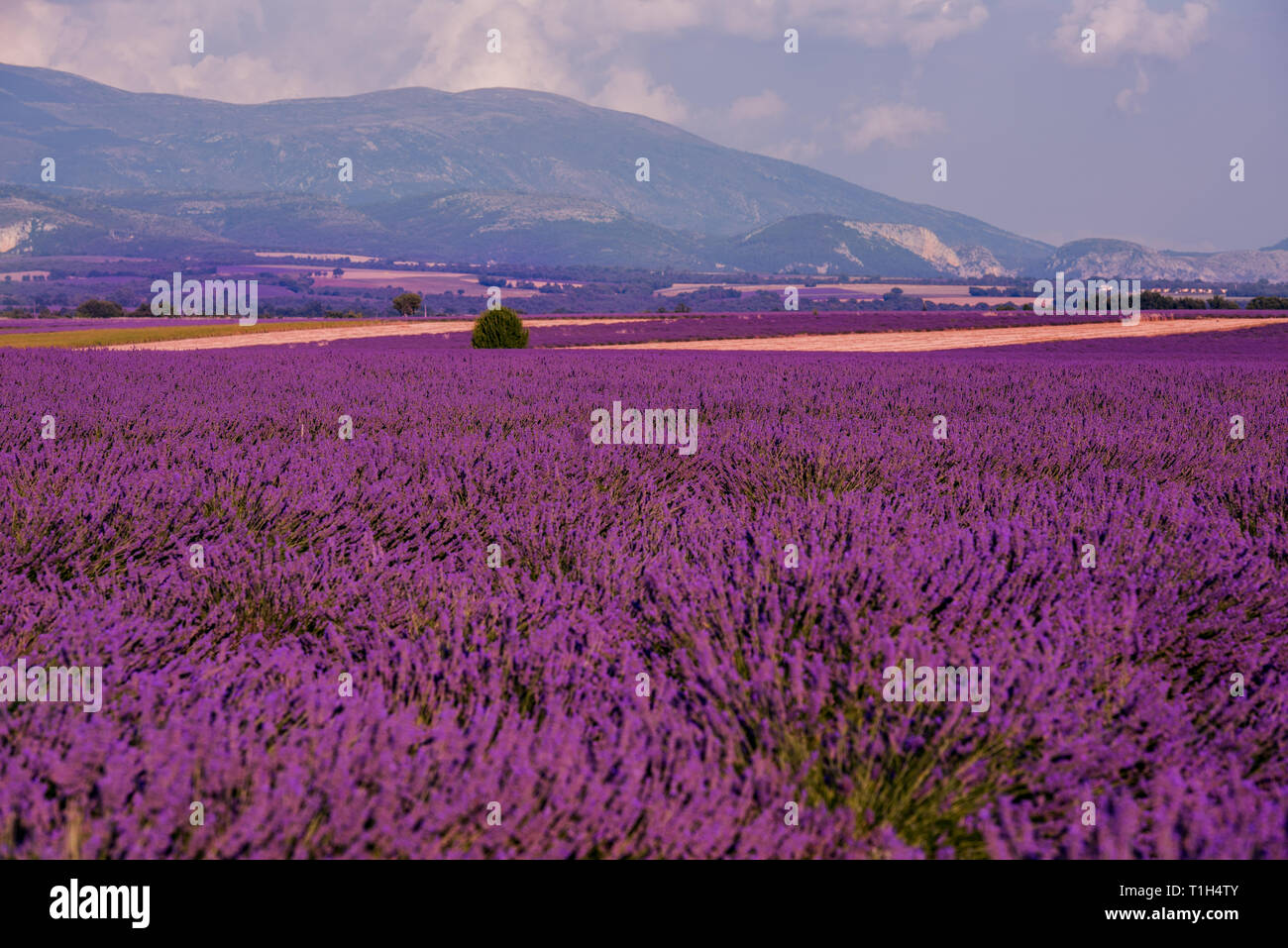 lavender field in summer purple aromatic flowers near valensole in provence france Stock Photo ...