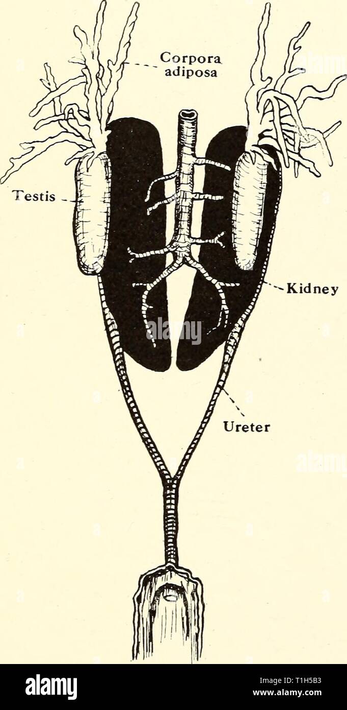 Frog Dissection Testes