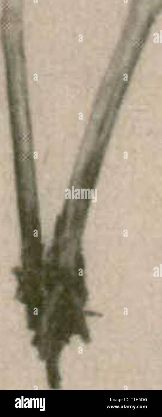 Diseases of field crops in Diseases of field crops in the Prairie ...