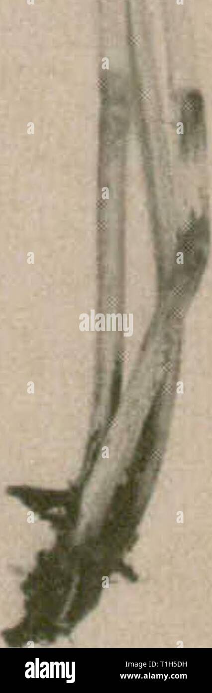 Diseases of field crops in Diseases of field crops in the Prairie ...