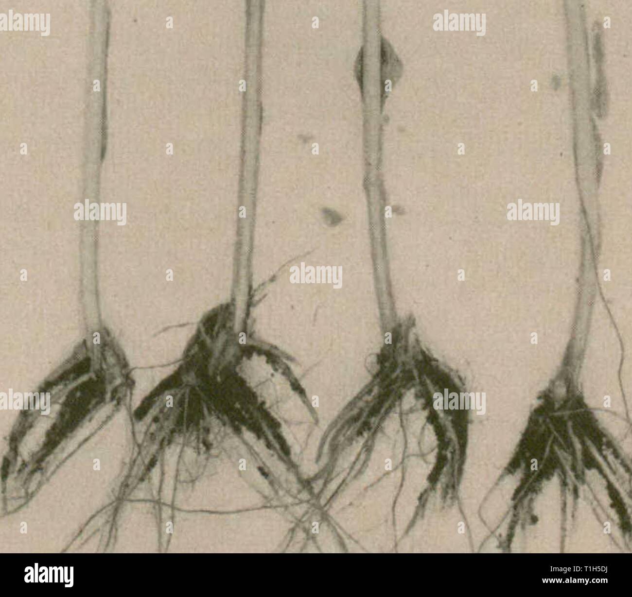 Diseases of field crops in Diseases of field crops in the Prairie ...