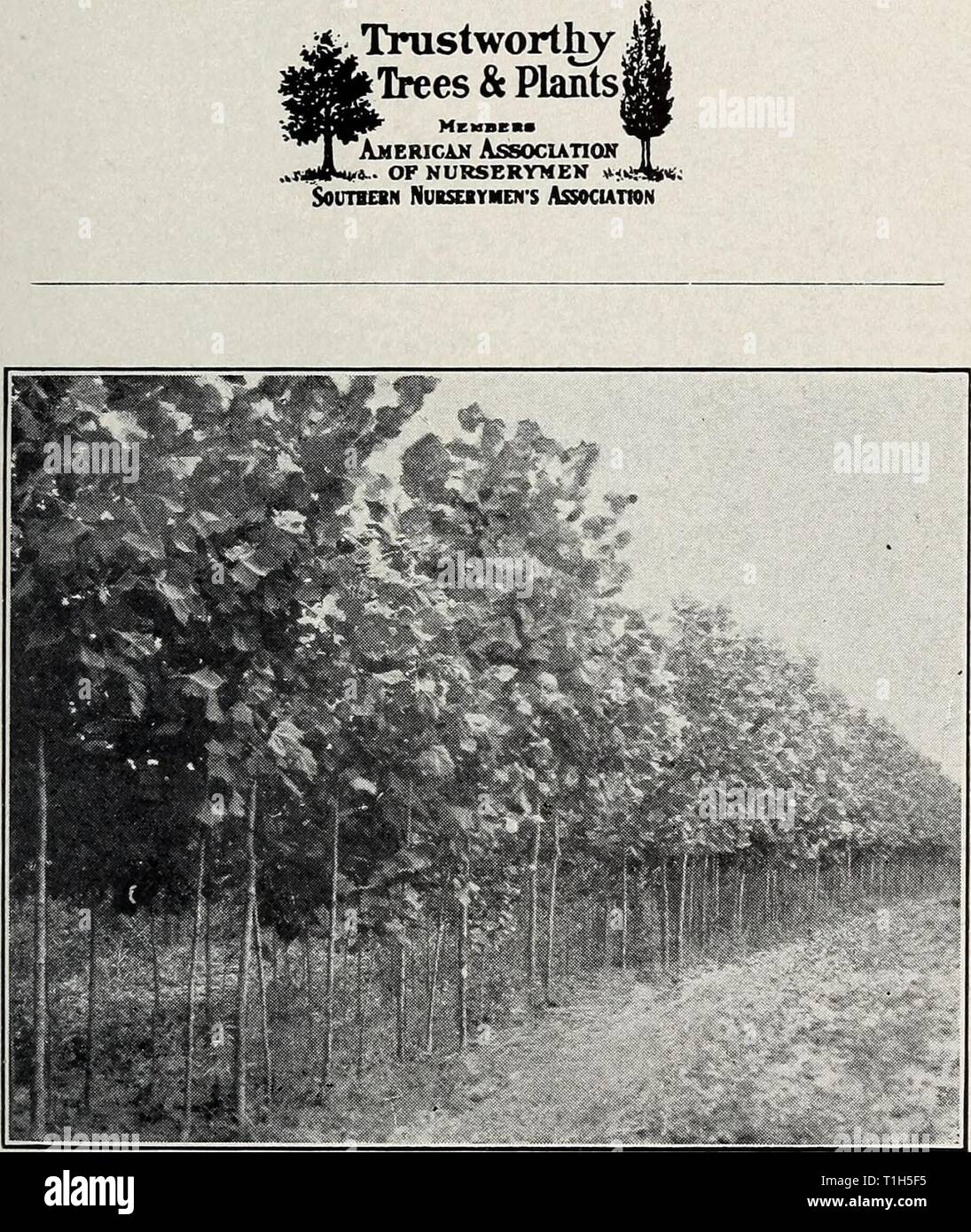 The dixie planter spring Stock Photo - Alamy