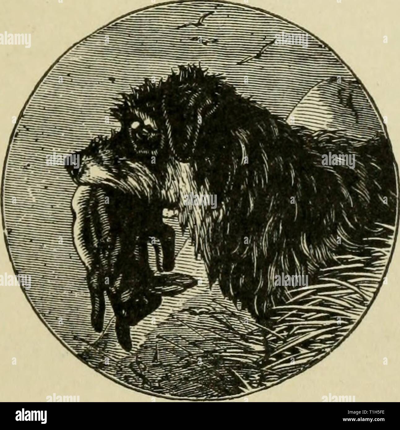 Are There Any Dogs Native To North America
