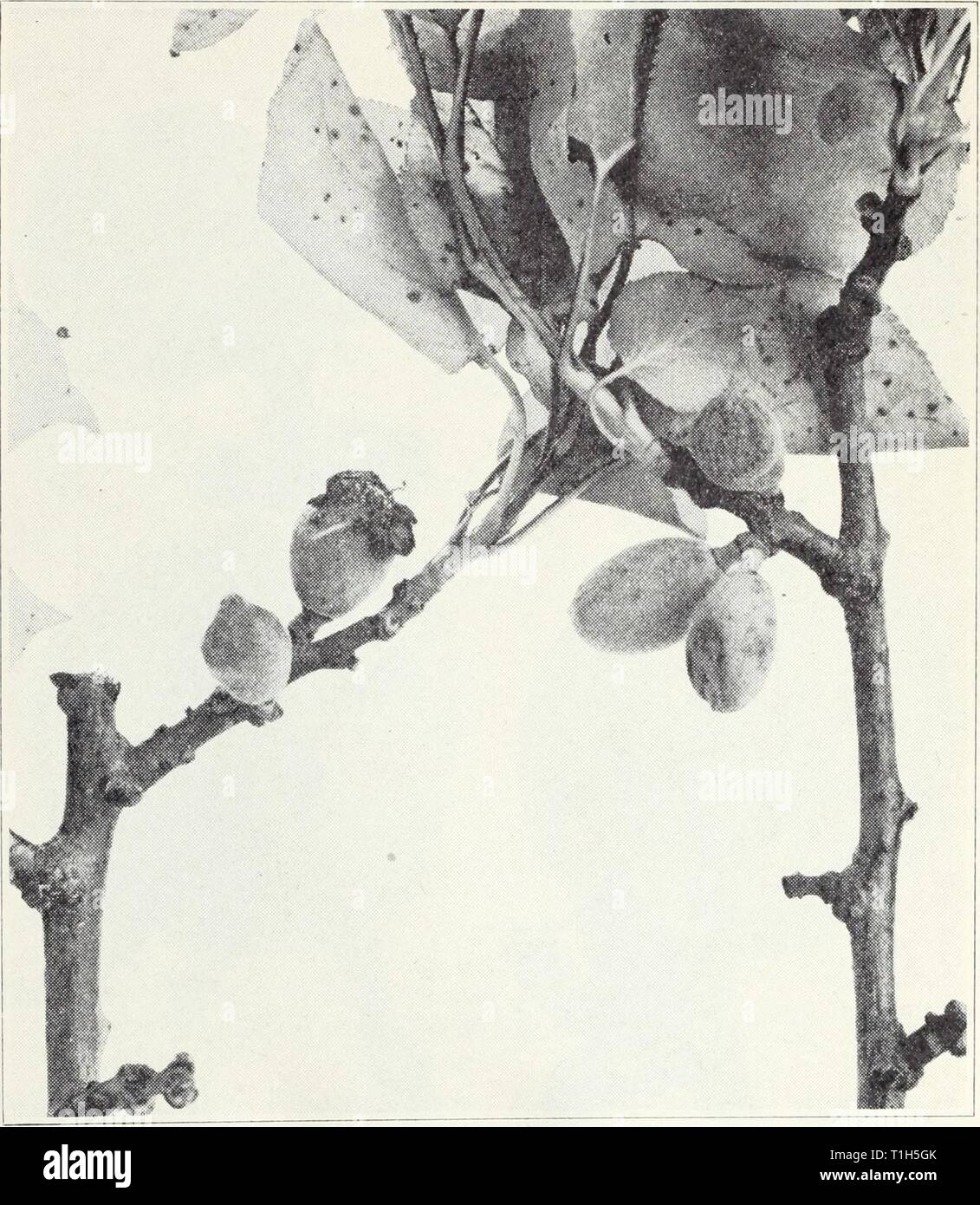 Diseases of fruits and nuts Diseases of fruits and nuts ...