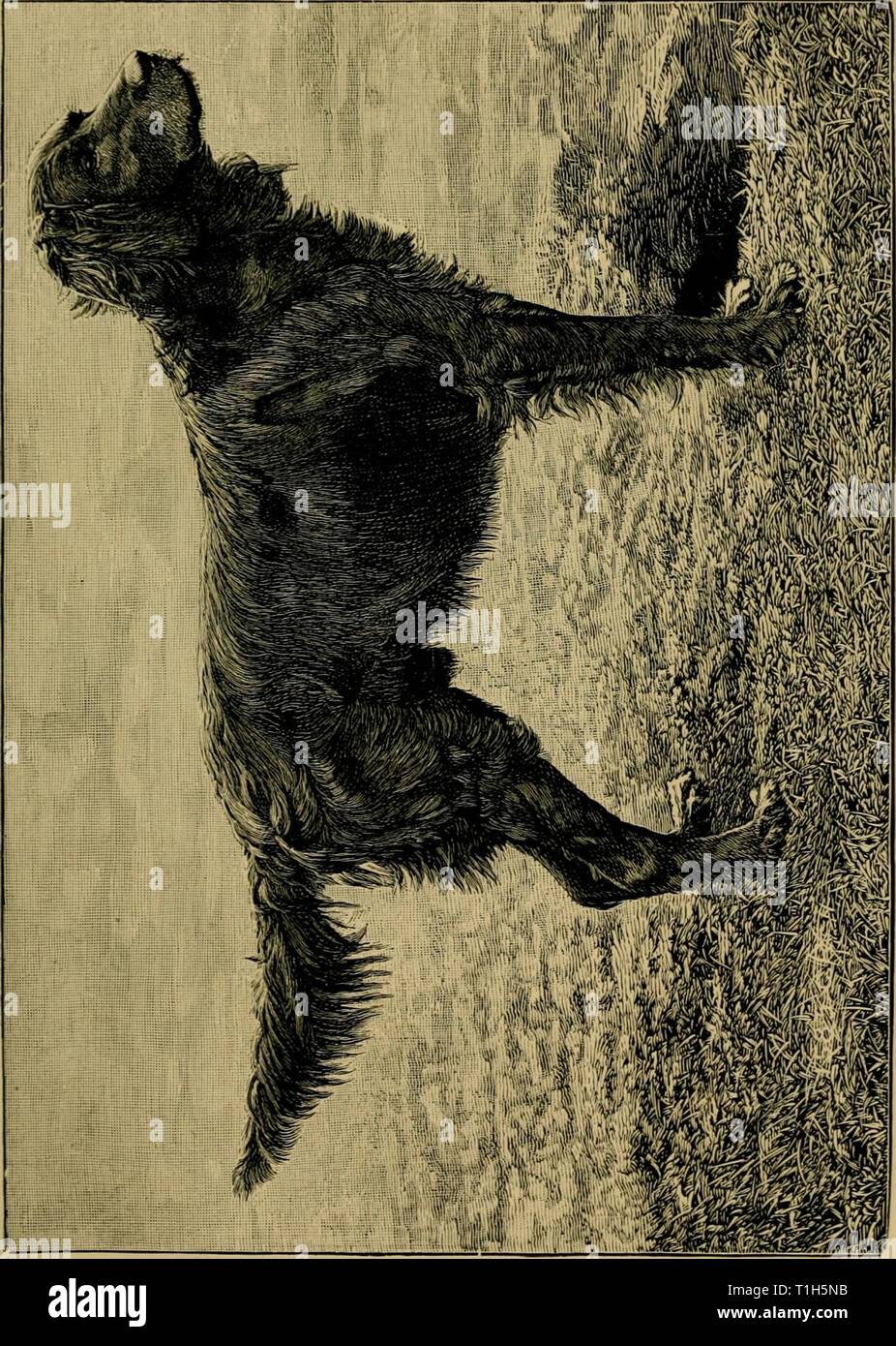 The dog its varieties The dog : its varieties and management in health ...