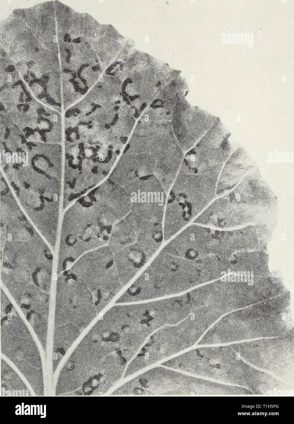 Diseases of truck crops Diseases of truck crops / Ralph E. Smith ...