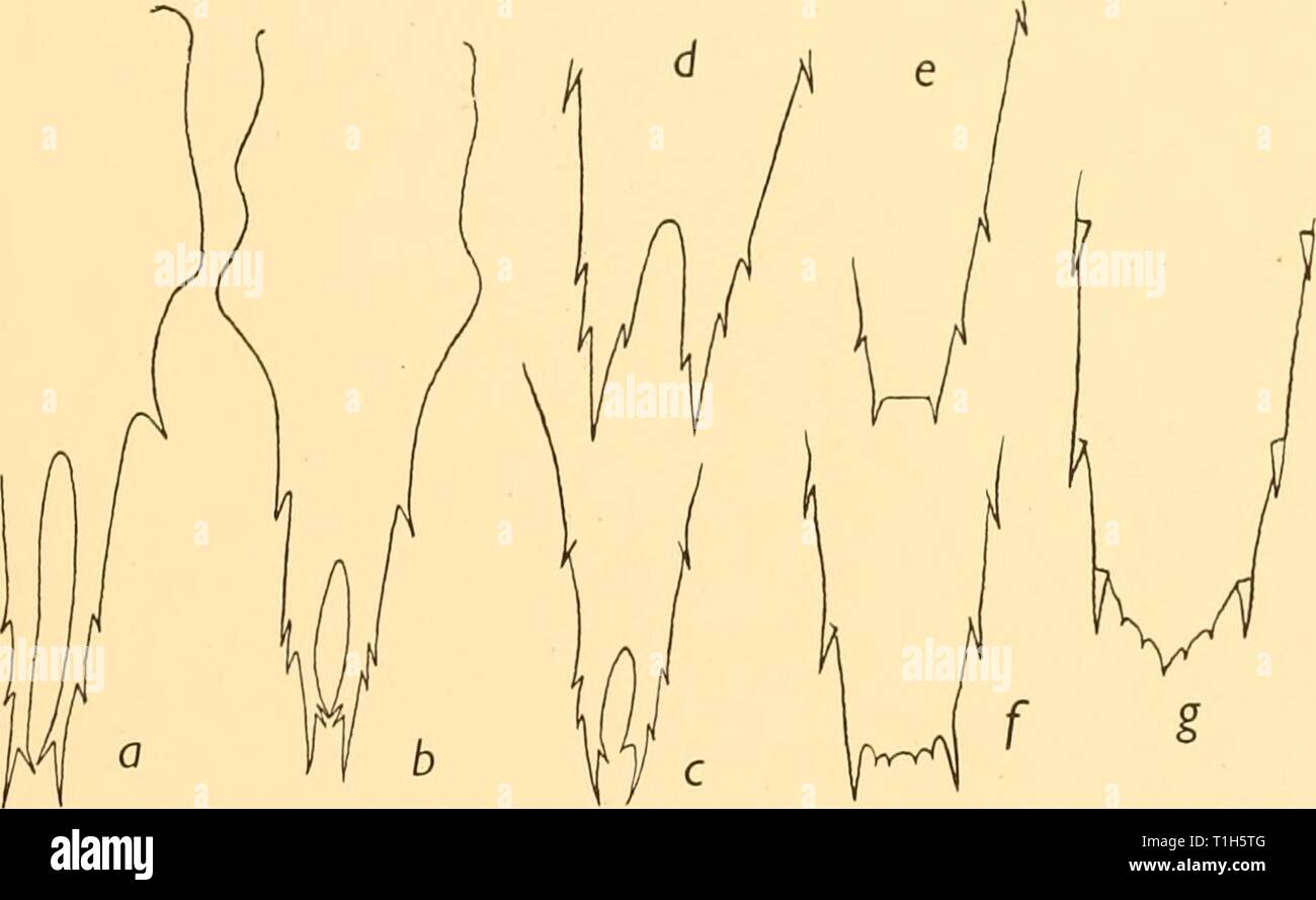 Discovery reports (1941) Discovery reports discoveryreports20inst Year ...