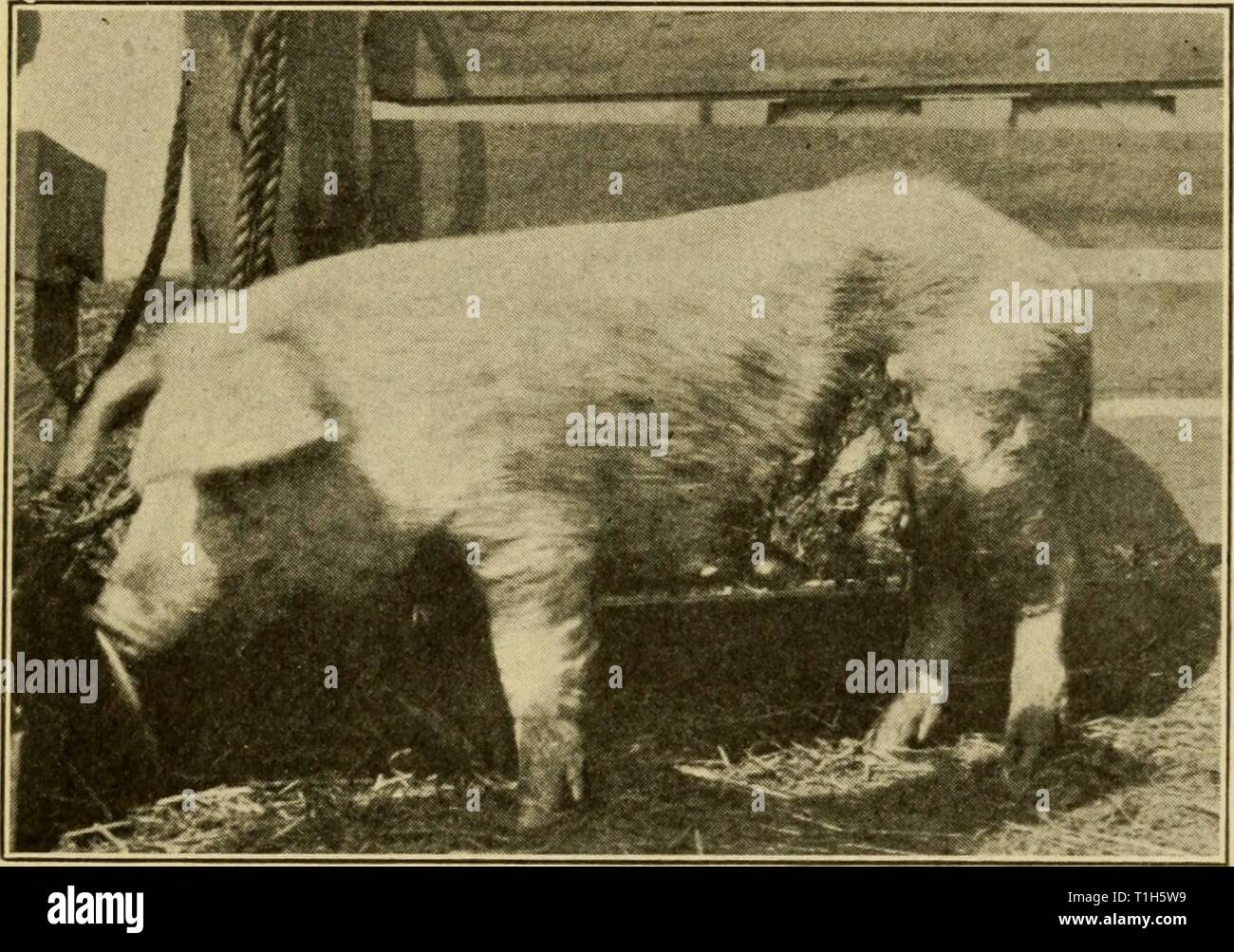 Diseases of swine (1906 Stock Photo - Alamy