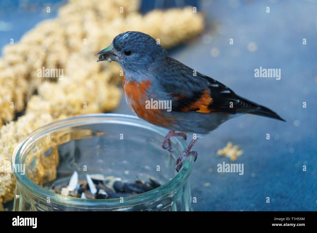 Red Siskin female bird (Carduelis cucullata) eating sunflower seeds ...