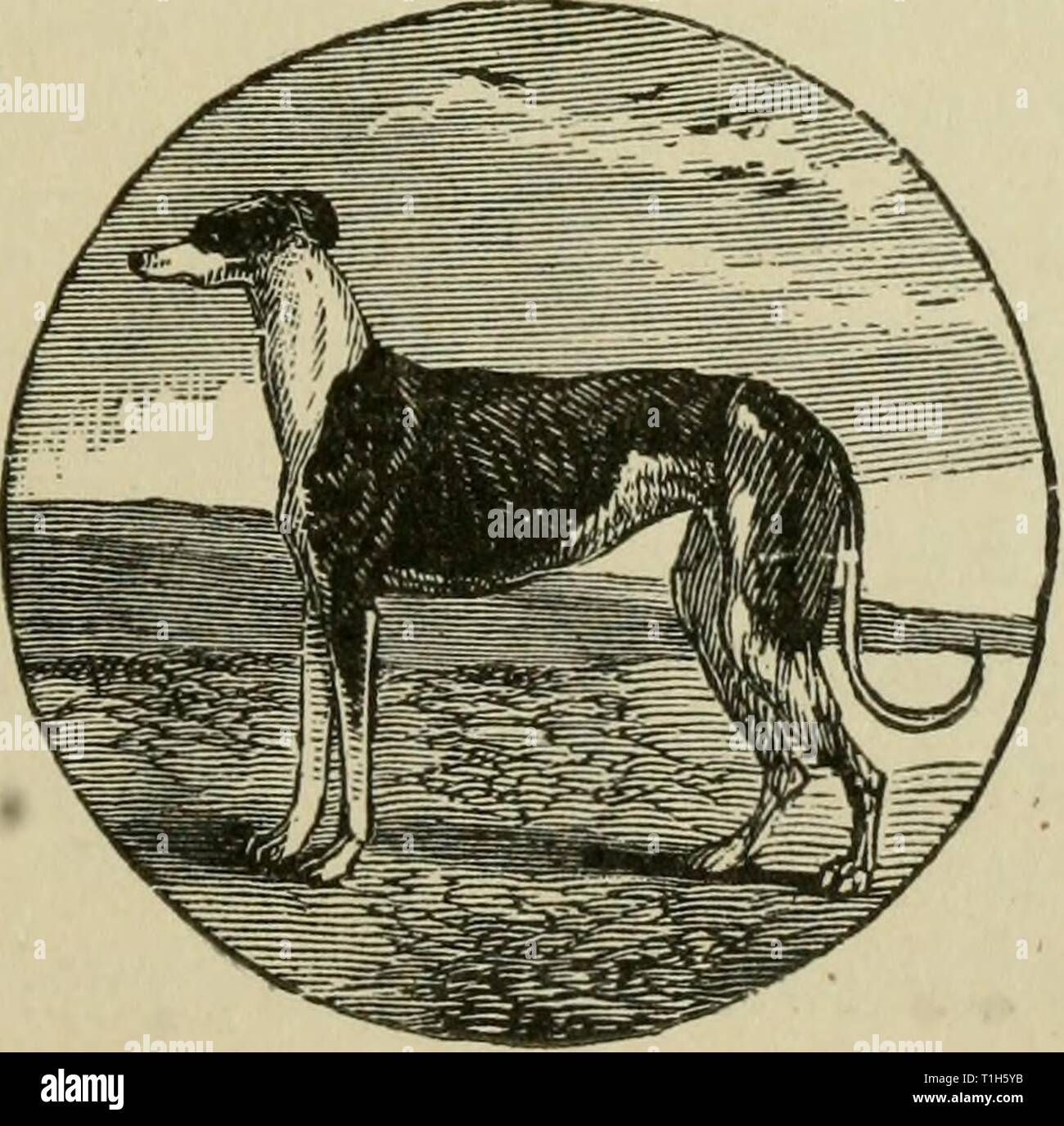Fawn greyhound hi-res stock photography and images - Alamy