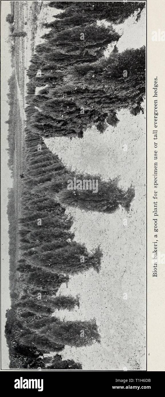 The dixie planter spring Stock Photo - Alamy