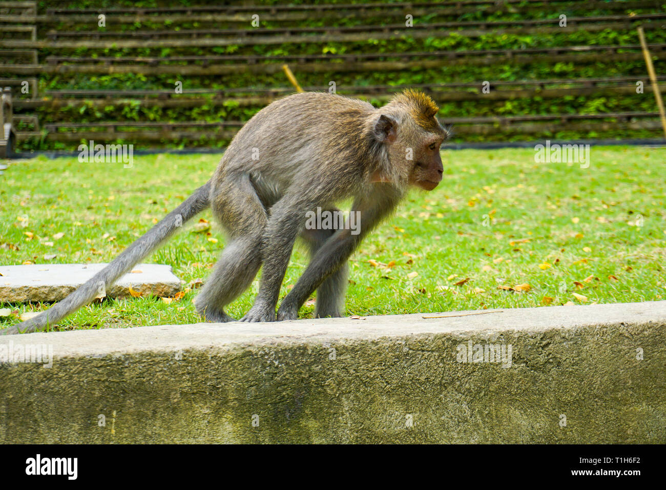 Monkey Stand on Big Stone Prepare to Jump, Bali Stock Photo - Alamy