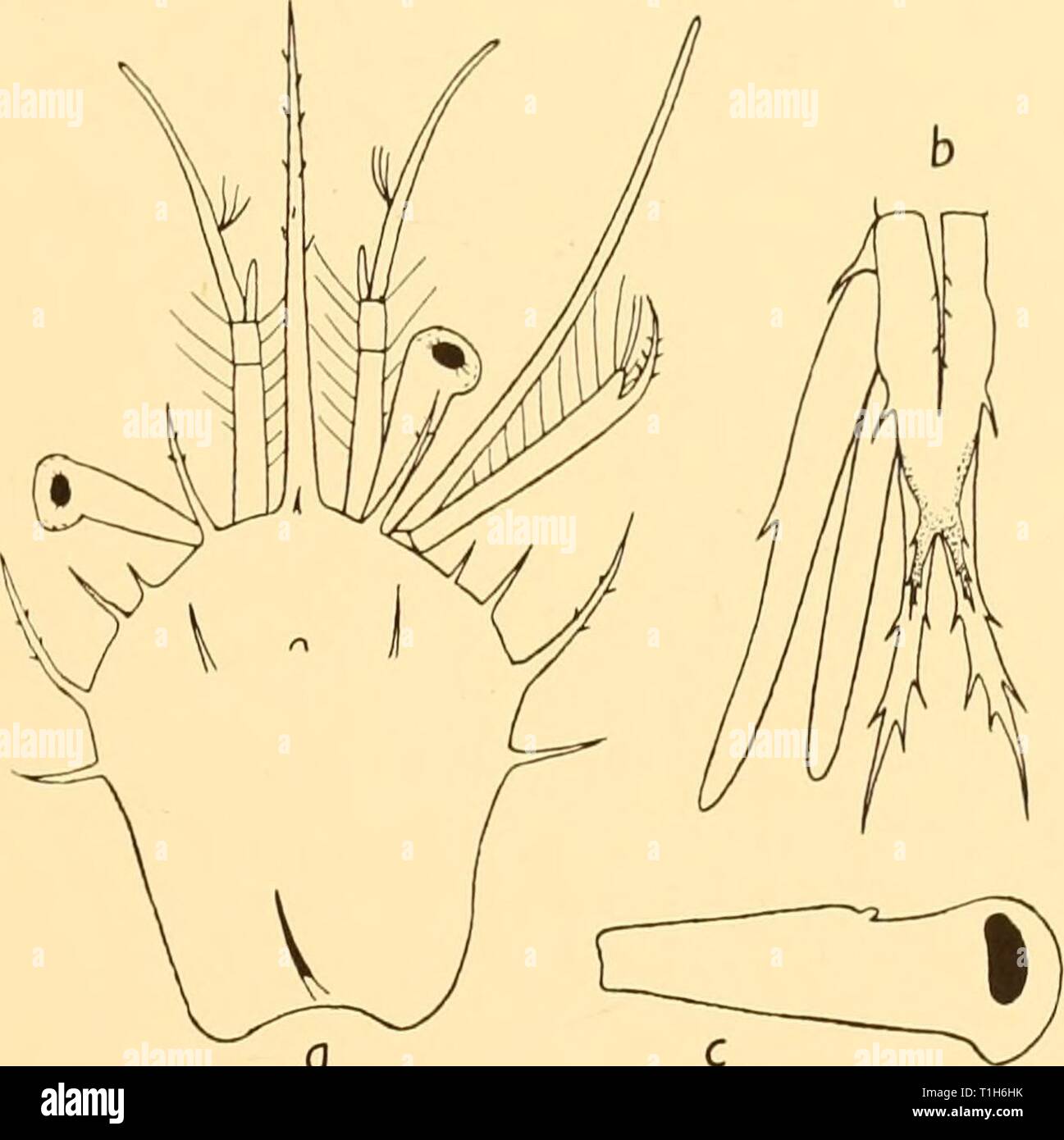 Pleopods Stock Photos & Pleopods Stock Images - Alamy