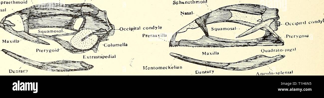 Dissection of the platana and Dissection of the platana and the frog ...