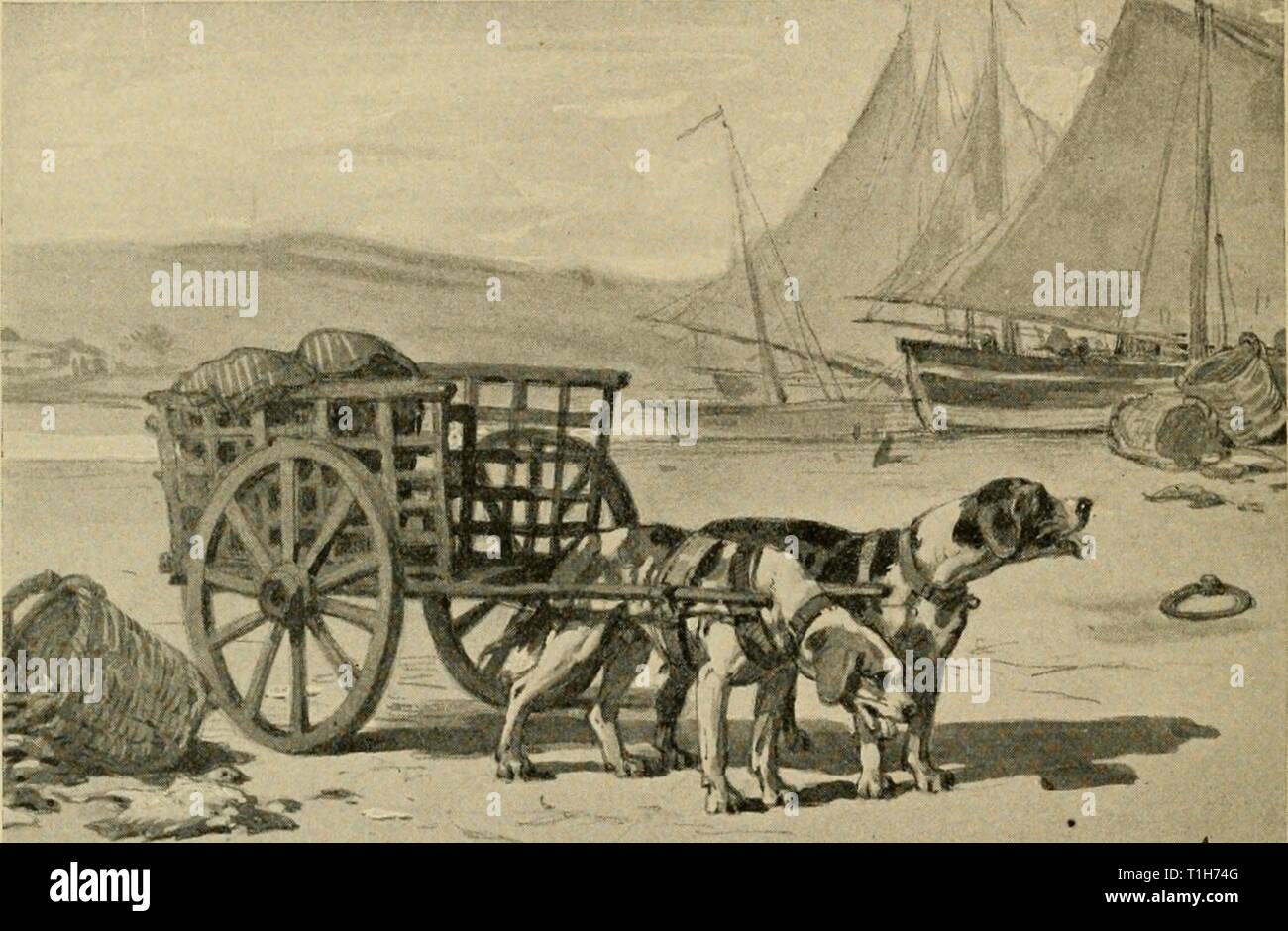 Domesticated animals, their relation to Stock Photo - Alamy