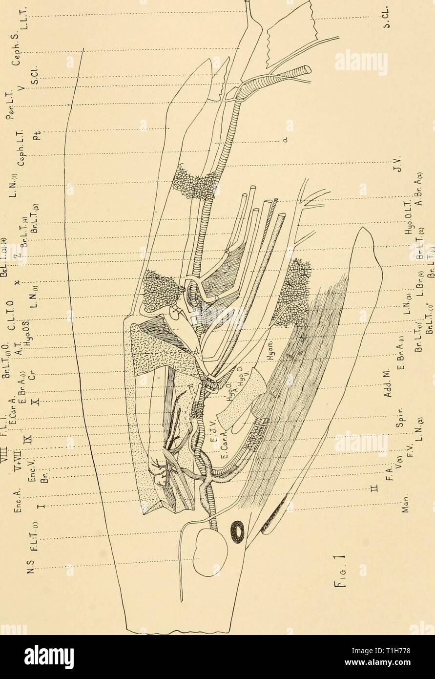 Distribution of the subcutaneous vessels Distribution of the ...