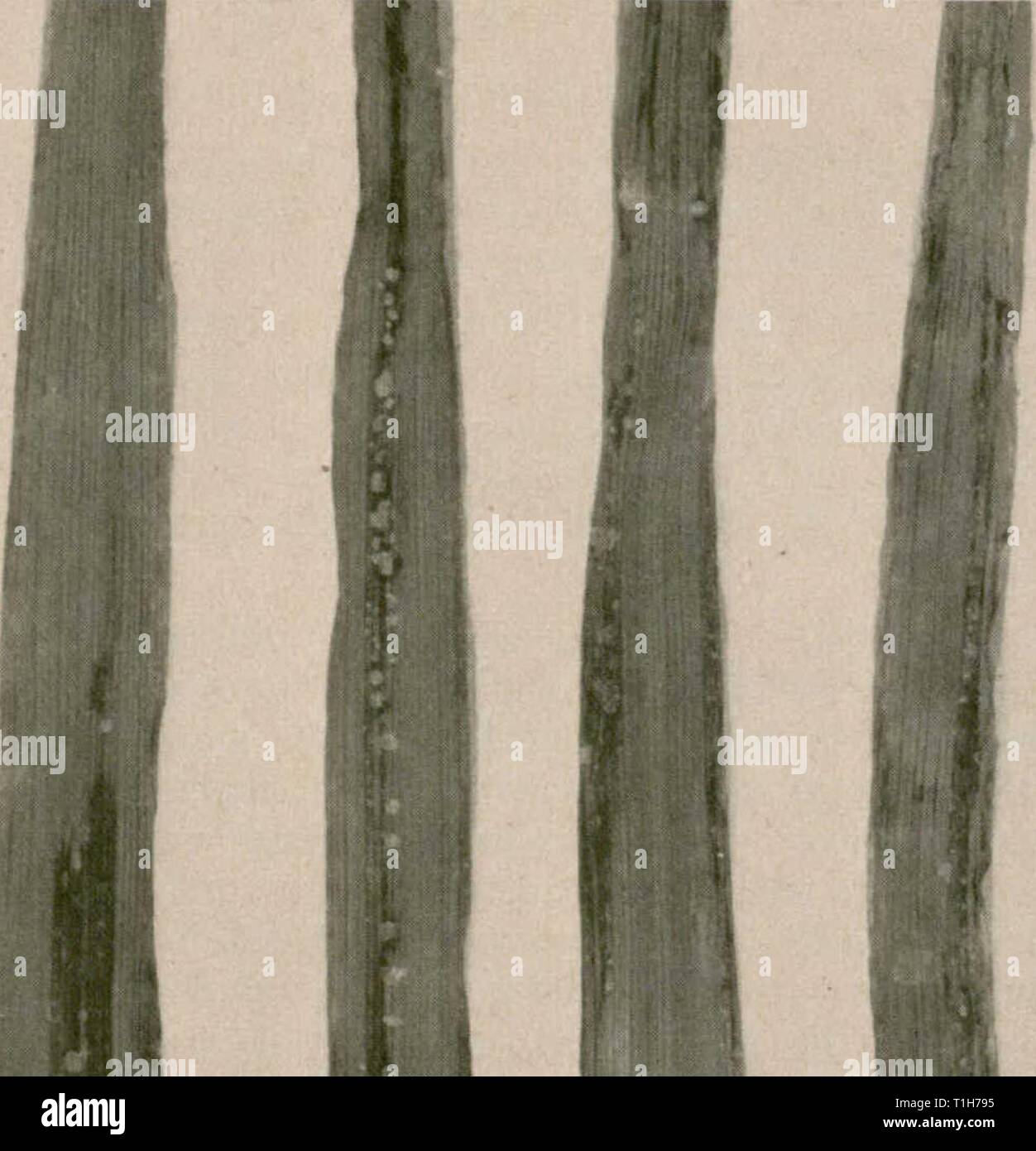 Diseases of field crops in Diseases of field crops in the Prairie ...