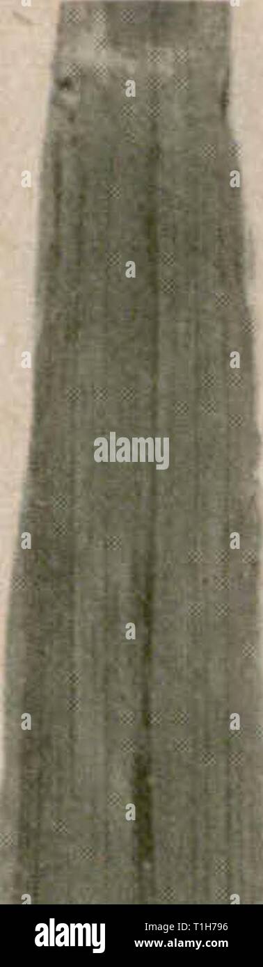 Diseases of field crops in Diseases of field crops in the Prairie ...