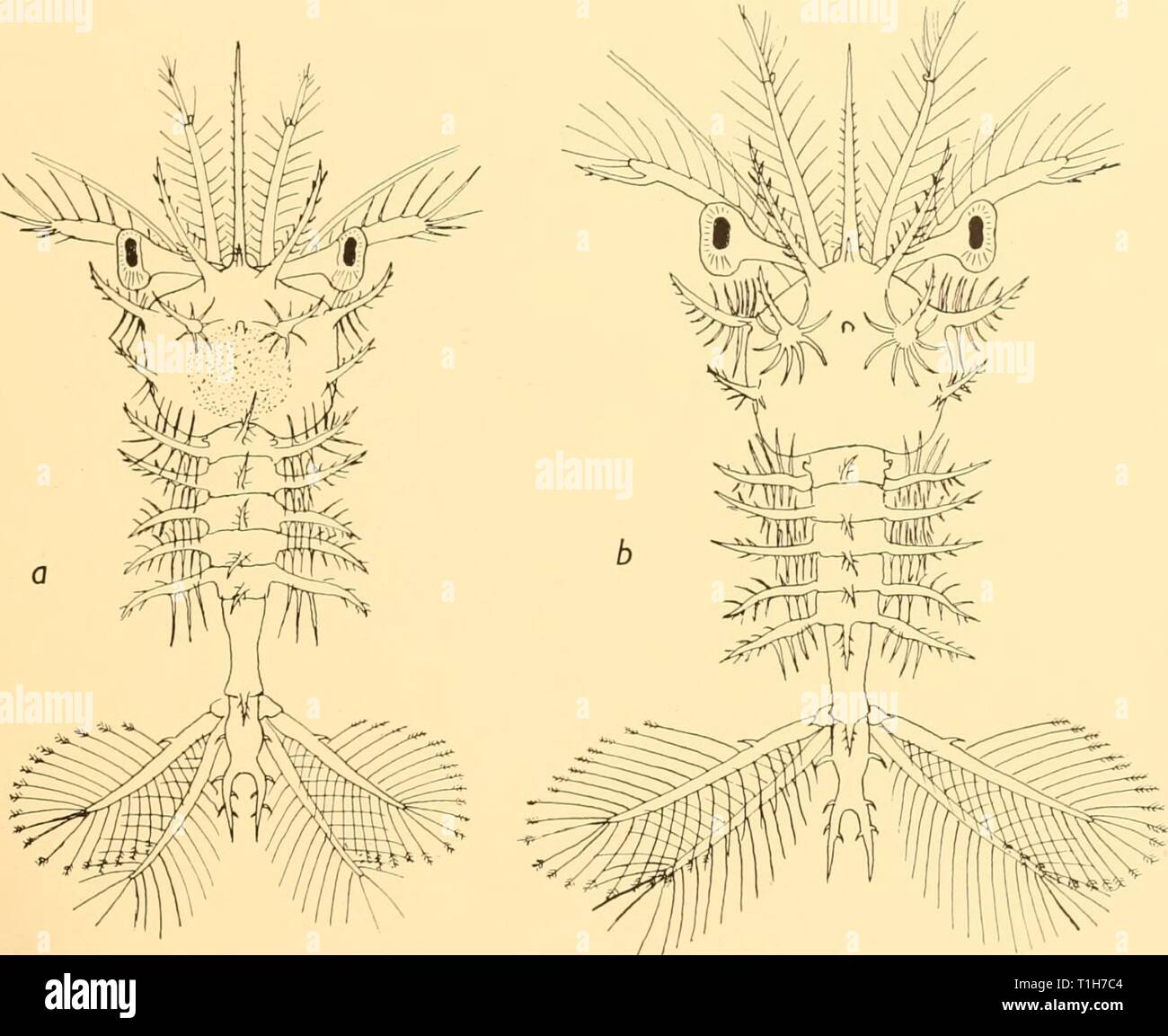 Discovery reports (1941) Discovery reports discoveryreports20inst Year ...