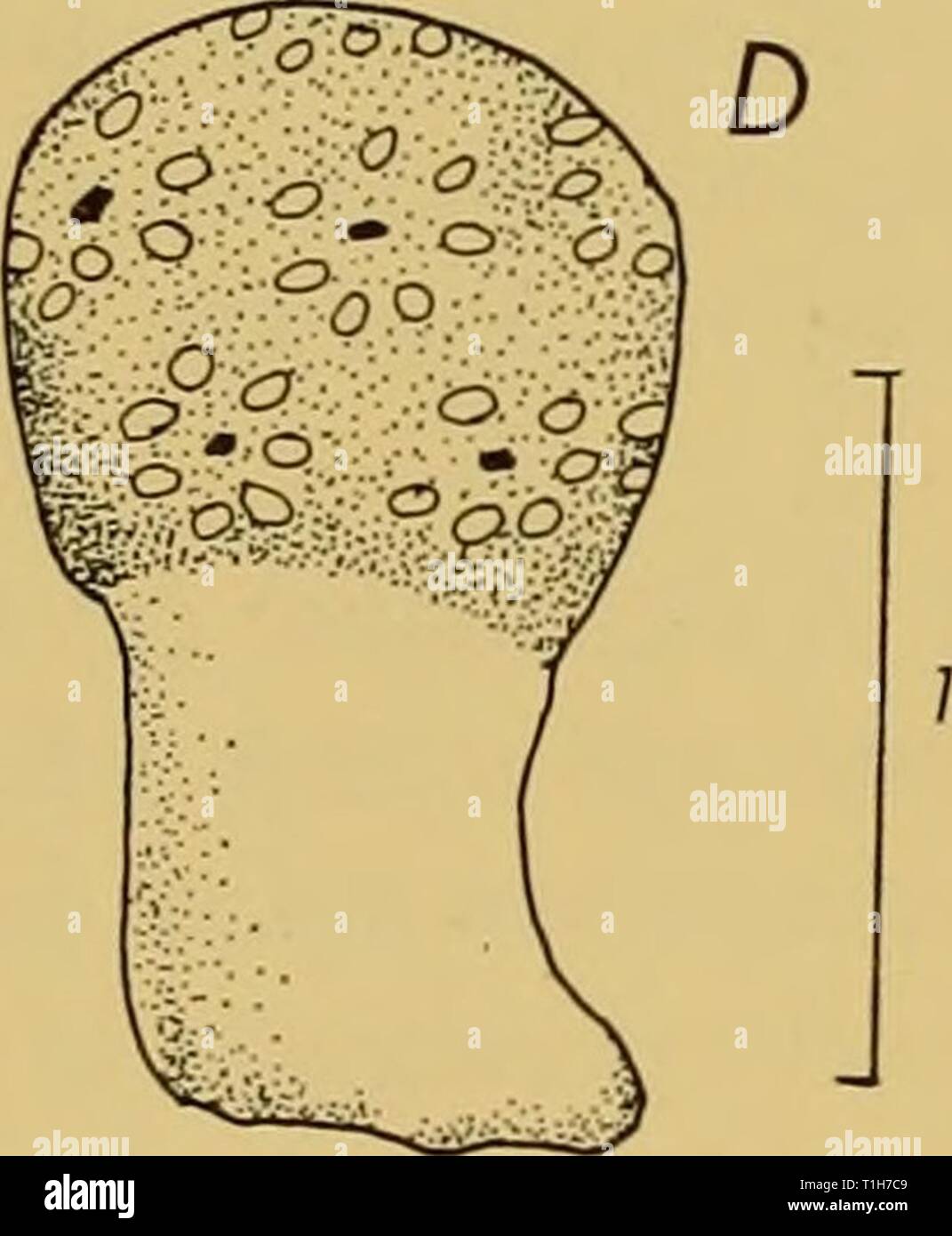 Aplidium sp hi-res stock photography and images - Alamy