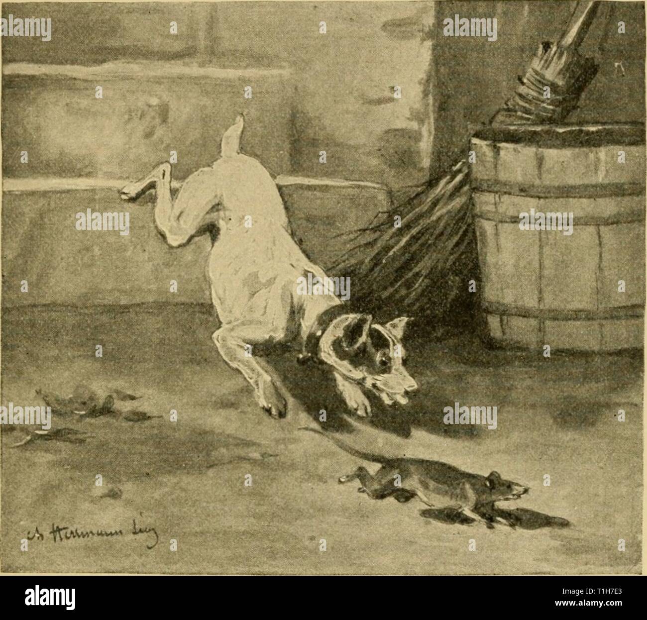 Domesticated animals their relation Stock Photo - Alamy